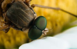 Insect Stock Images - Download 282,192 Photos