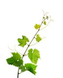Single grapevine stock image. Image of grape, wine, plants - 5992043