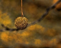 Plane tree seed pod stock image. Image of plane, autumn - 4350251