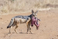 Jackal stock image. Image of hunter, portrait, nose, profile - 4476337