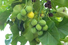 Jatropha curcas stock image. Image of leaves, biological - 123829367