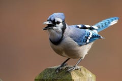 Blue Jay Calling stock image. Image of animal, feathers - 18821435