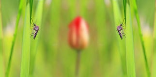 Jején foto de archivo. Imagen de feeler, irritación, humano - 7003050