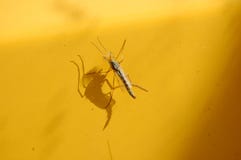 Jején foto de archivo. Imagen de feeler, irritación, humano - 7003050