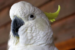 Kakadu Parrot Stock Photos, Images, & Pictures - 171 Images