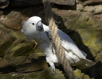 Kakadu Parrot Royalty Free Stock Image - Image: 21386026