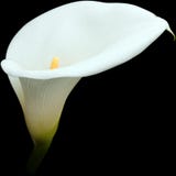 Kala flower stock photo. Image of calla, blossom, color - 18790682