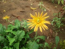 This Is A Kapuru Flower In Srilanka Stock Image - Image of photo, image ...