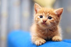 Kitten Waving Stock Photos - Image: 16511003