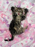 Cheerful Kitten Stock Images - Image: 14382864