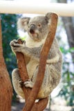 Koala stock image. Image of fauna, countryside, wildlife - 3345639