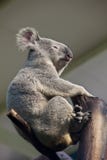 Koala Bear #2 stock image. Image of environment, travel - 95215