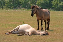 Polish Konik horse stock image. Image of stallion, farm - 5346033