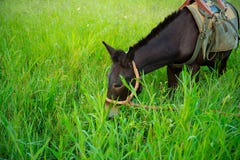 La mula pasta, burdégano imagen de archivo. Imagen de hembra - 47675643