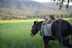 La mula pasta, burdégano imagen de archivo. Imagen de hembra - 47675643