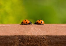 Ladybugs Meeting On High Cliffs Stock Photo - Image of ladybugs, high ...