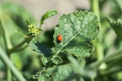 Ladybug Stock Photos - 15,546 Images