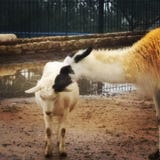 A Goat stock photo. Image of wildlife, fluffy, goat, resting - 48308070