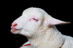 Tired little lamb stock image. Image of animals, meadow - 37051341