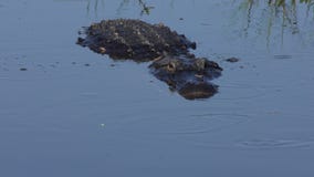 Large American Alligator Poops On A Trail Stock Footage - Video of poop ...