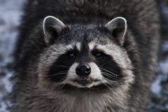 Fat racoon stock image. Image of cold, wildlife, food - 21812625