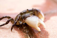 Pincer Stock Images - Download 1,835 Photos