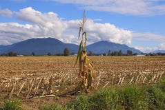 Corn Field (Harvested) Stock Photo - Image: 60638026