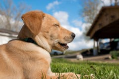 Laughing Lab Puppy stock image. Image of retriever, cute - 31158565