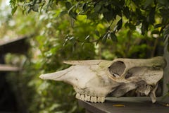 Lazy bones stock photo. Image of mandible, body, coccyx - 58936270