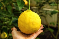 Big lemon fruit stock photo. Image of lemon, natural - 18315106