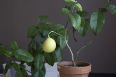Lemon in a pot with fruits stock photo. Image of potted - 85326760