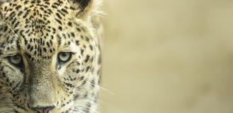 Sad Jaguar Royalty Free Stock Photography - Image: 19393727