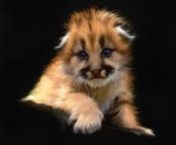 Amur leopard closeup stock photo. Image of african, endangered - 30578642
