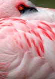 Lesser Flamingo eye stock image. Image of yellow, feathers - 2624979