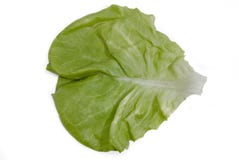 Lettuce Royalty Free Stock Photography - Image: 1810797