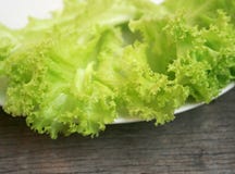 Single Lettuce Leaf On A Plate Royalty Free Stock Photo - Image: 5822335