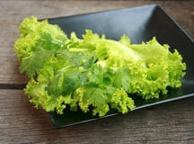 Single Lettuce Leaf On A Plate Royalty Free Stock Photo - Image: 5822335