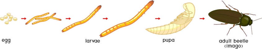 Wireworm Clipart And Illustrations