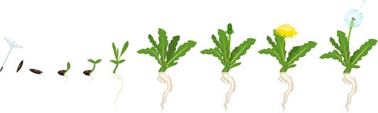 Life cycle of a dandelion stock image. Image of horizontal - 9350001