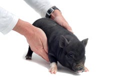 Tired Pig lying down stock image. Image of ears, healthy - 13534561