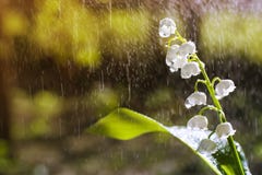 Lily-of-the-valley In The Rain Royalty Free Stock Images - Image: 11858599
