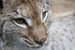 BOREAL LINX Royalty Free Stock Images - Image: 572519