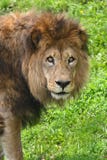 Lion stock photo. Image of male, roar, lion, animal, mouth - 4437636