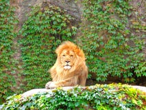 Lion Cub Enjoying The Spoils. Stock Photo - Image of lion, lions: 66724364
