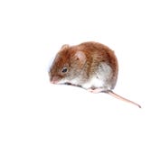 Brown home mouse stock image. Image of head, mice, mammal - 29155239