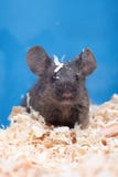 Little mouse stock image. Image of macro, furry, mouse - 1349451
