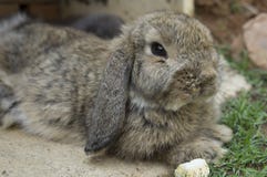 Rabbit lay on ground stock photo. Image of brown, peace - 42187296