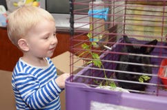Little boy feed a rabbit stock image. Image of grass - 24843709