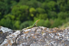 Aruba Gecko / Gonatodes Antillensis Stock Image - Image of camouflaged ...