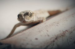 Evil Lizard Stock Image - Image: 236831